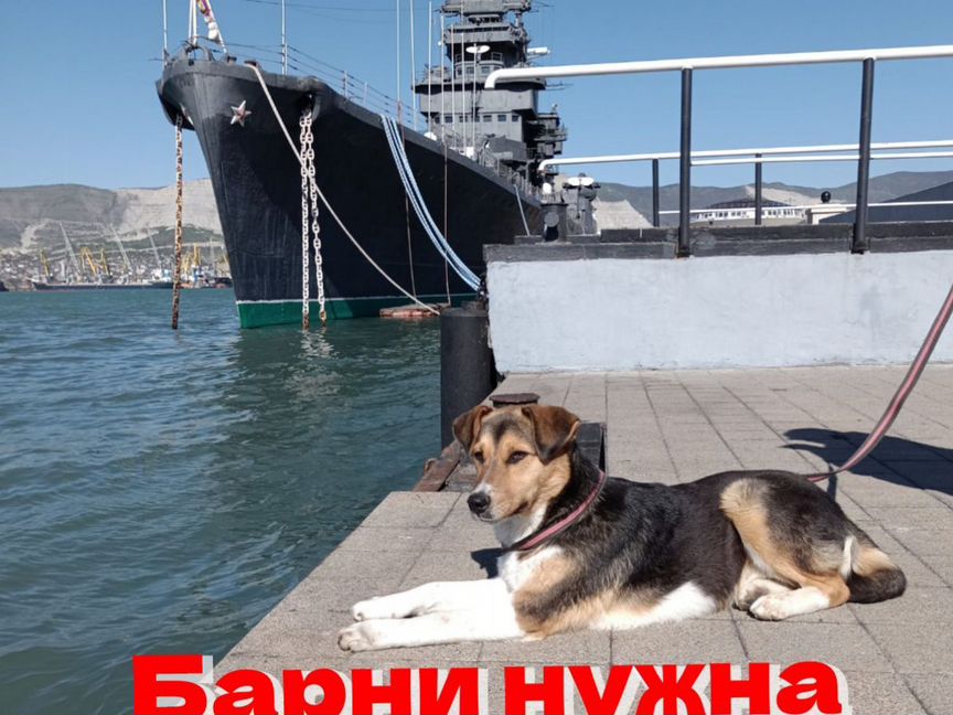 Замечательный пёс надеется выздороветь