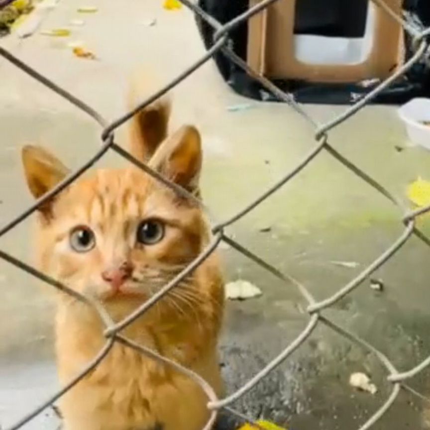 Домашние рыжие котята живут в будке