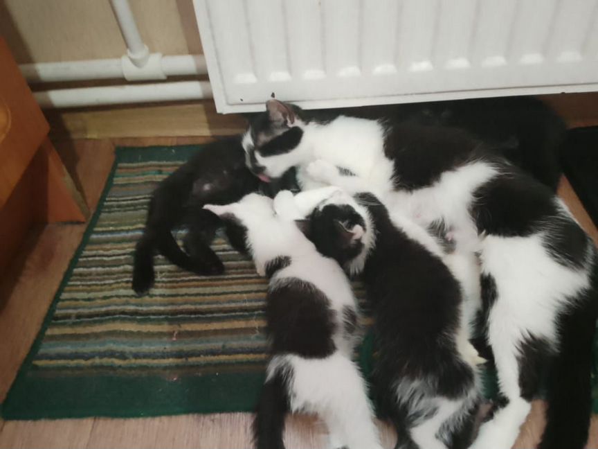 Котята крысоловы бесплатно