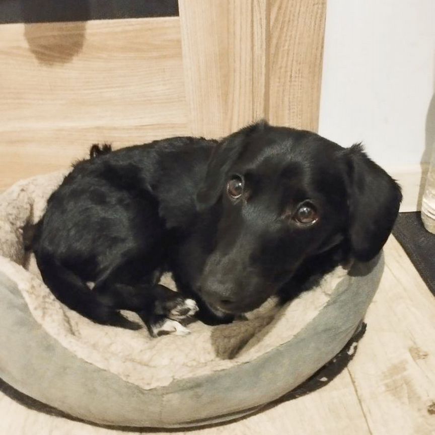 Отдам в добрые руки маленькую собачку