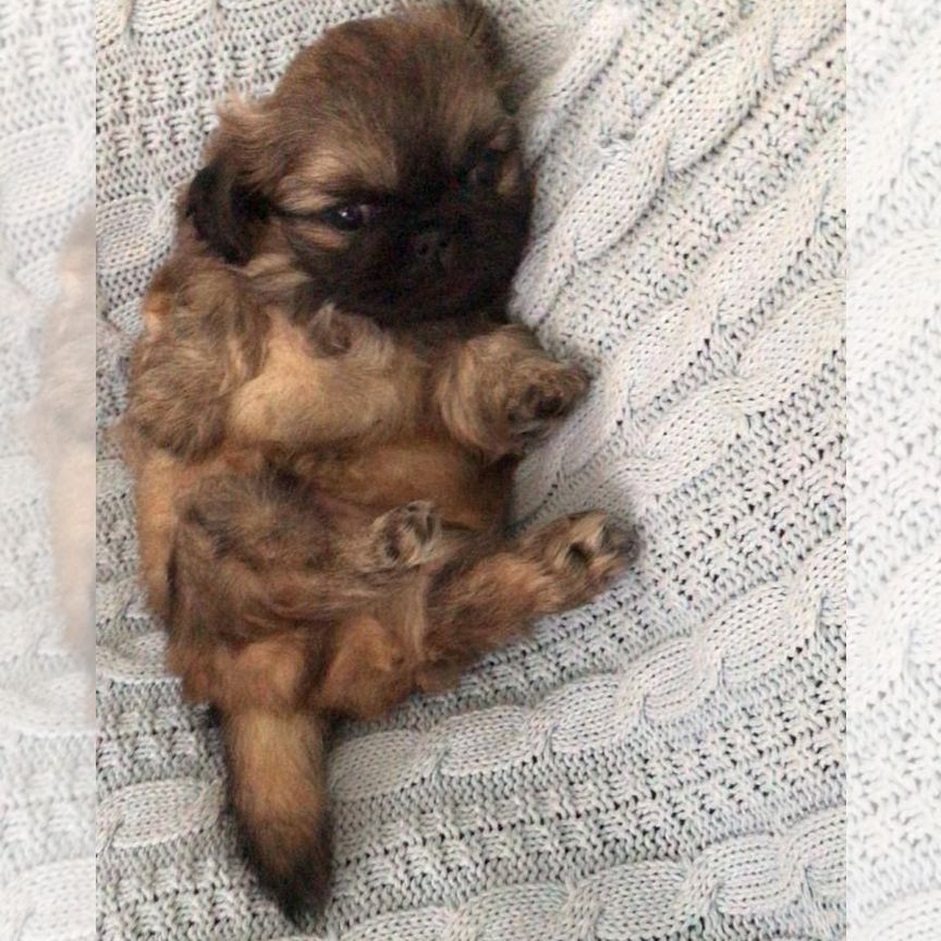 Пекинес, щенок