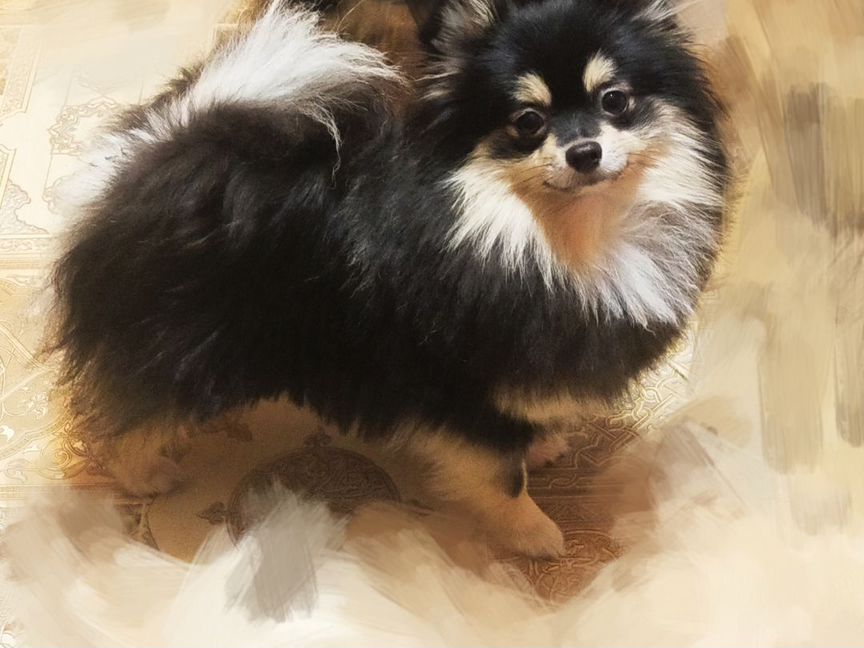 Шпиц девочка Юный Чемпион России