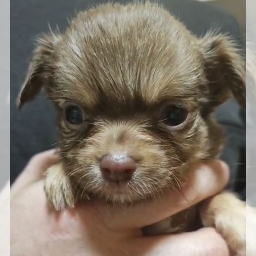 Чихуахуа, щенок