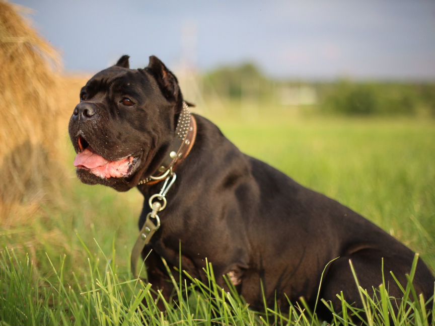 Кане Корсо в добрые руки