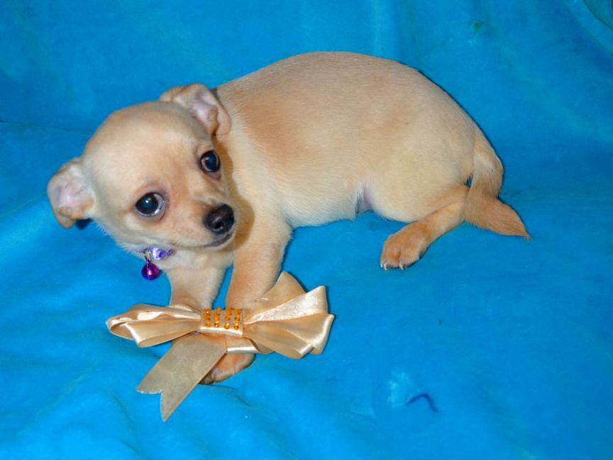 Чихуахуа кремовый красавчик