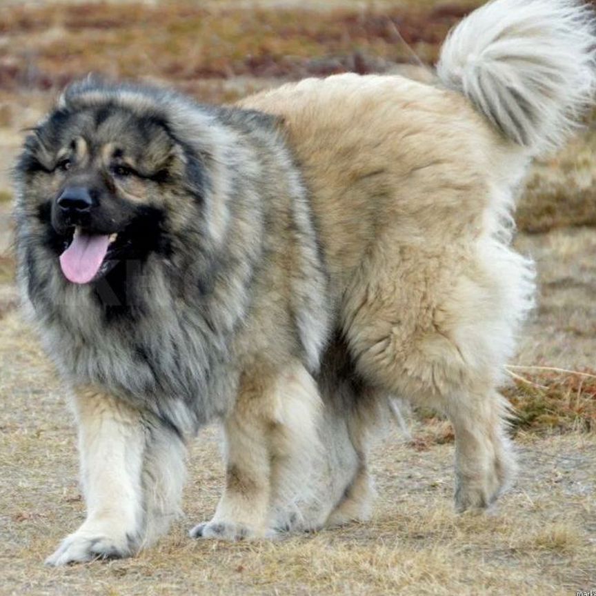 Кавказская овчарка, щенок