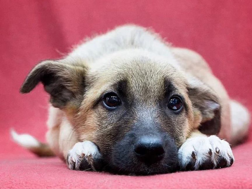 Зайка в самые добрые руки