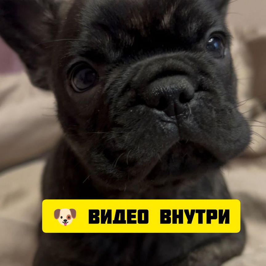 Французский бульдог щенки