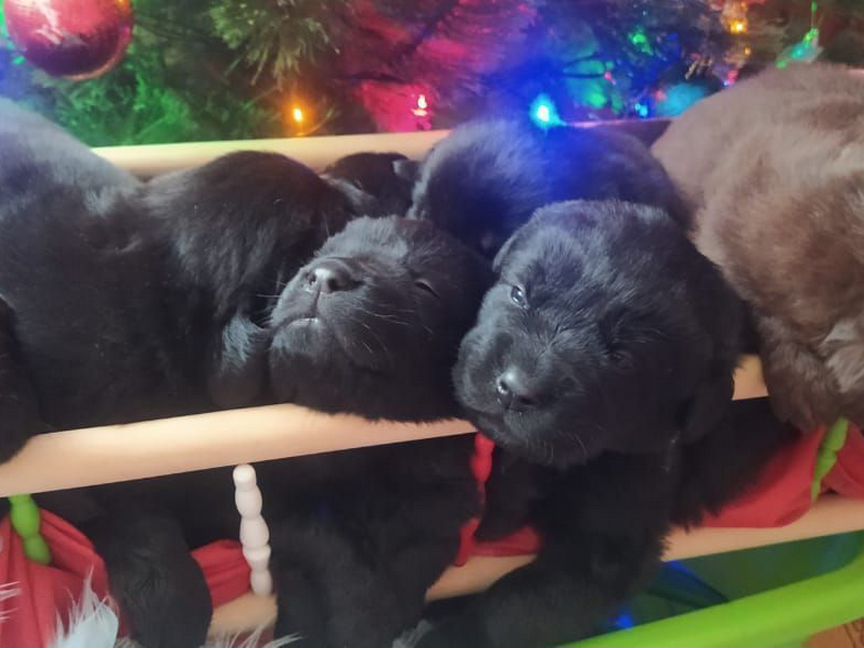 Щенки ньюфаундленда