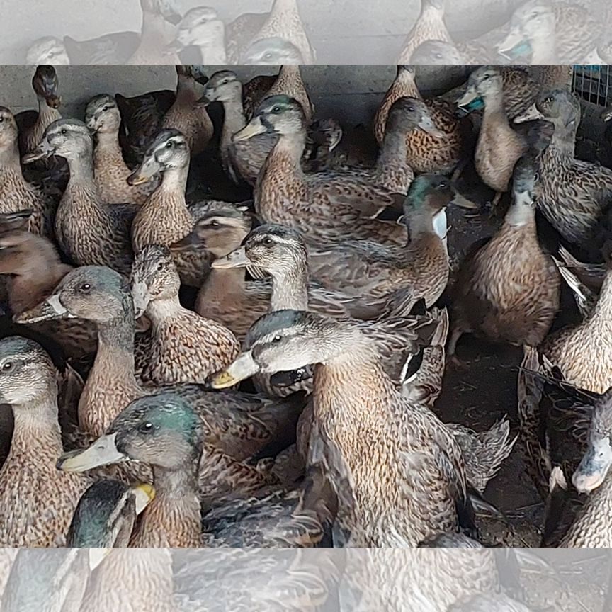 Подсадные утки