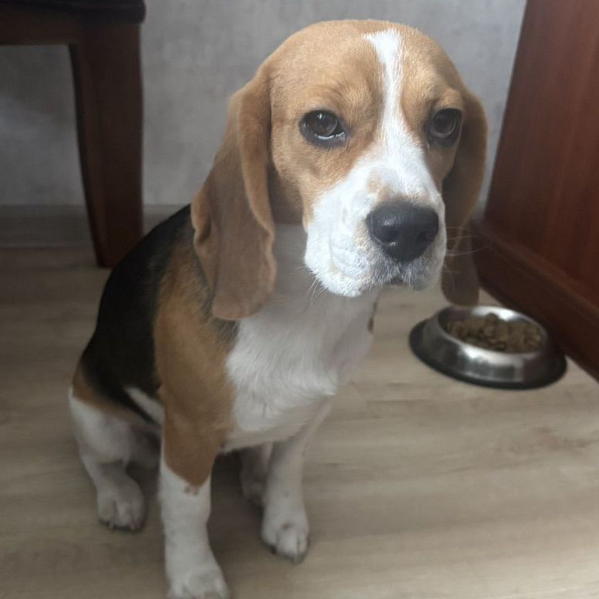 Бигль, взрослая собака