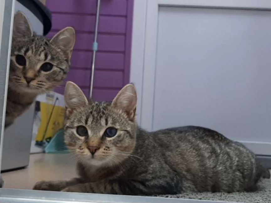 Котята 4,5 мес