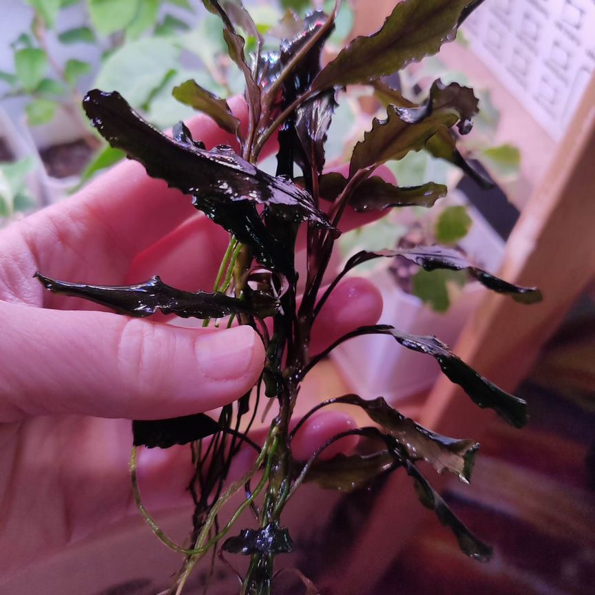 Аквариумное растение.Буцефаландры