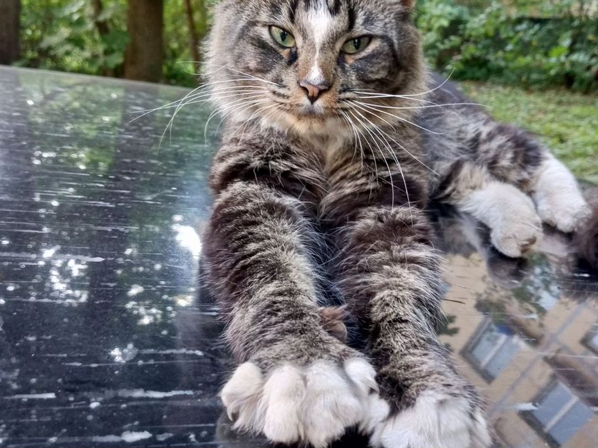 Котик бесплатно