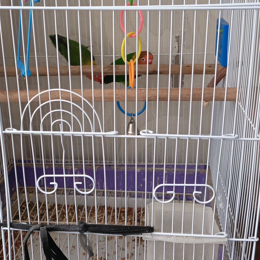 Неразлучники