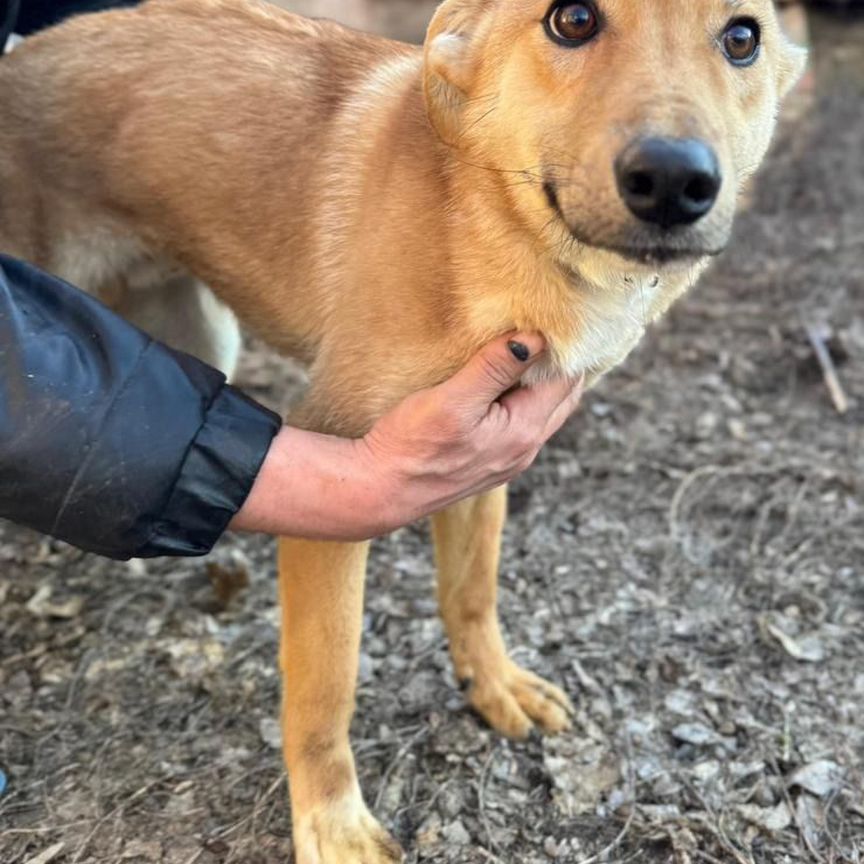 Собака в добрые руки отдам бесплатно