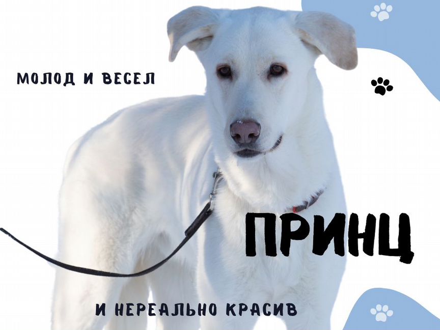 Взять собаку в добрые руки Щенка Бесплатно