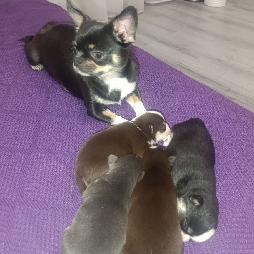 Щенки Чихуахуа