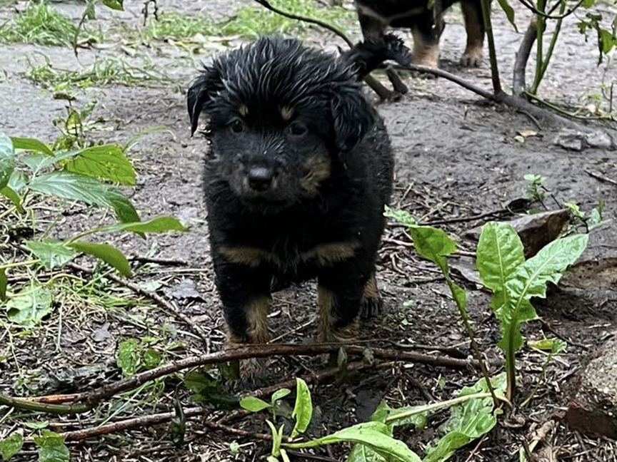 Щенки ищут дом