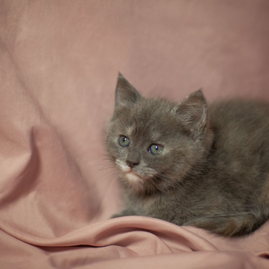 Шотландский котёнок в добрые руки