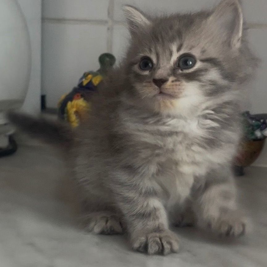 Сибирский котёнок