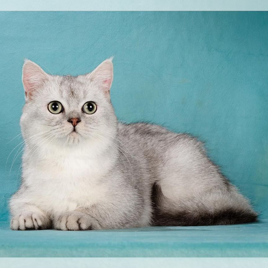 Манчкин котик 10 месяцев зеленоглазый