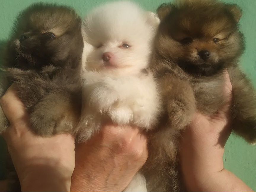 Продаю клубных щенков