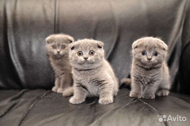 Шотландские котята