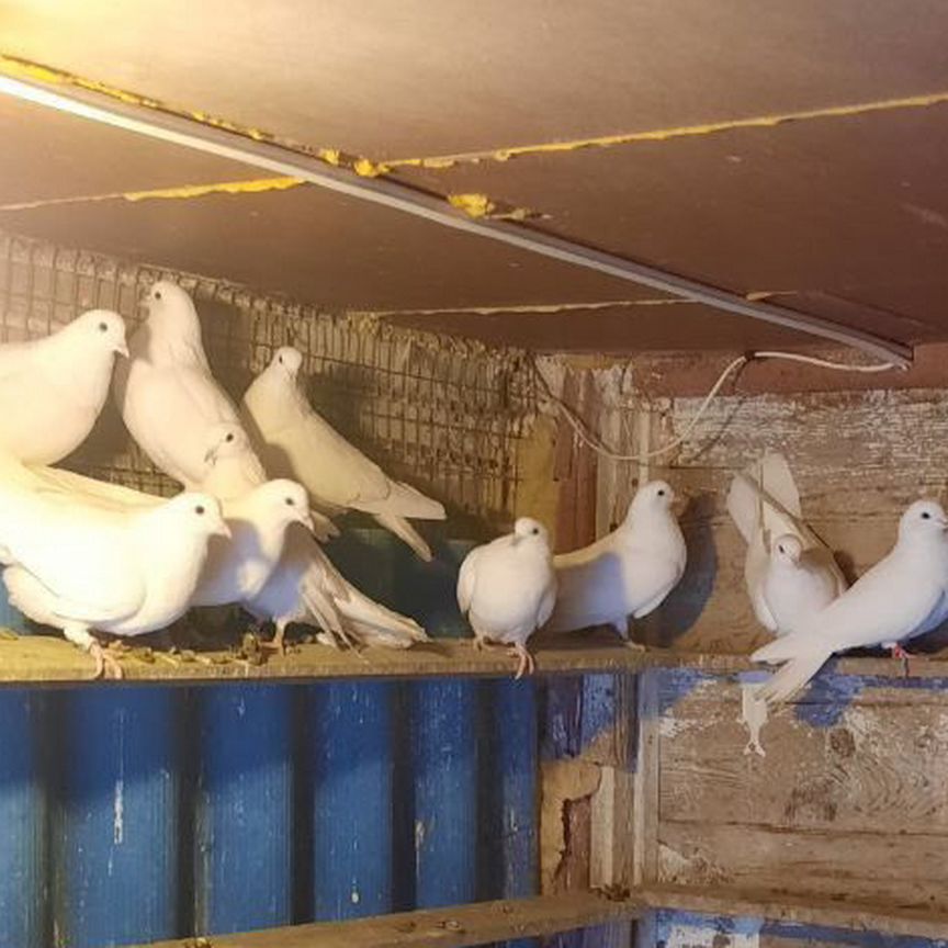 Николаевские голуби