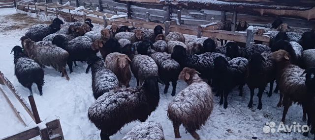 Баран курдючные 10 мин от МКАД