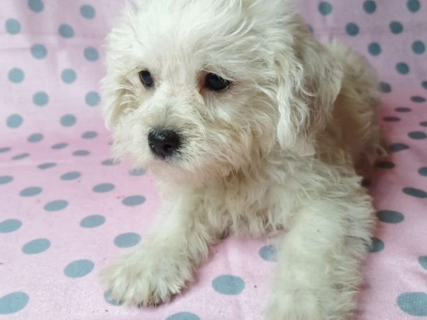 Чихуахуа+ Той Пудель