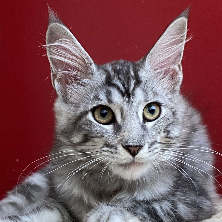 Мейн-кун кошечка