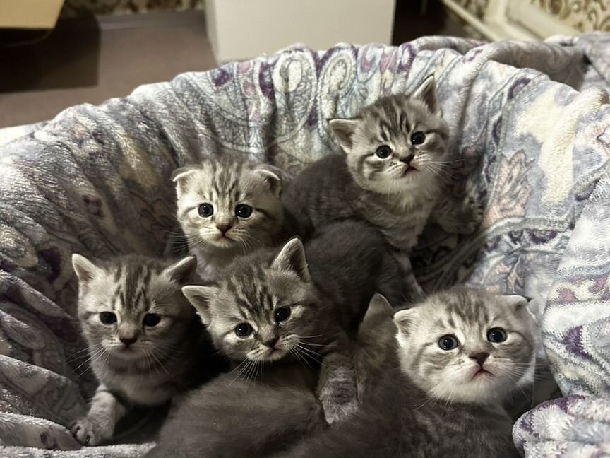 Шотландские котята