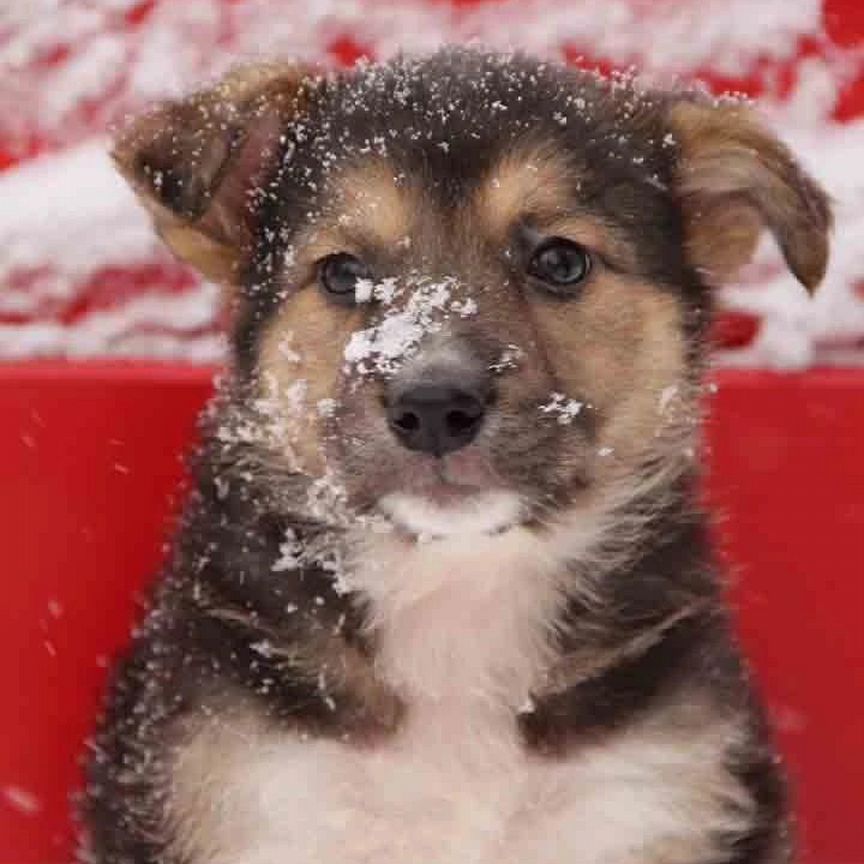 Щенок в добрые руки