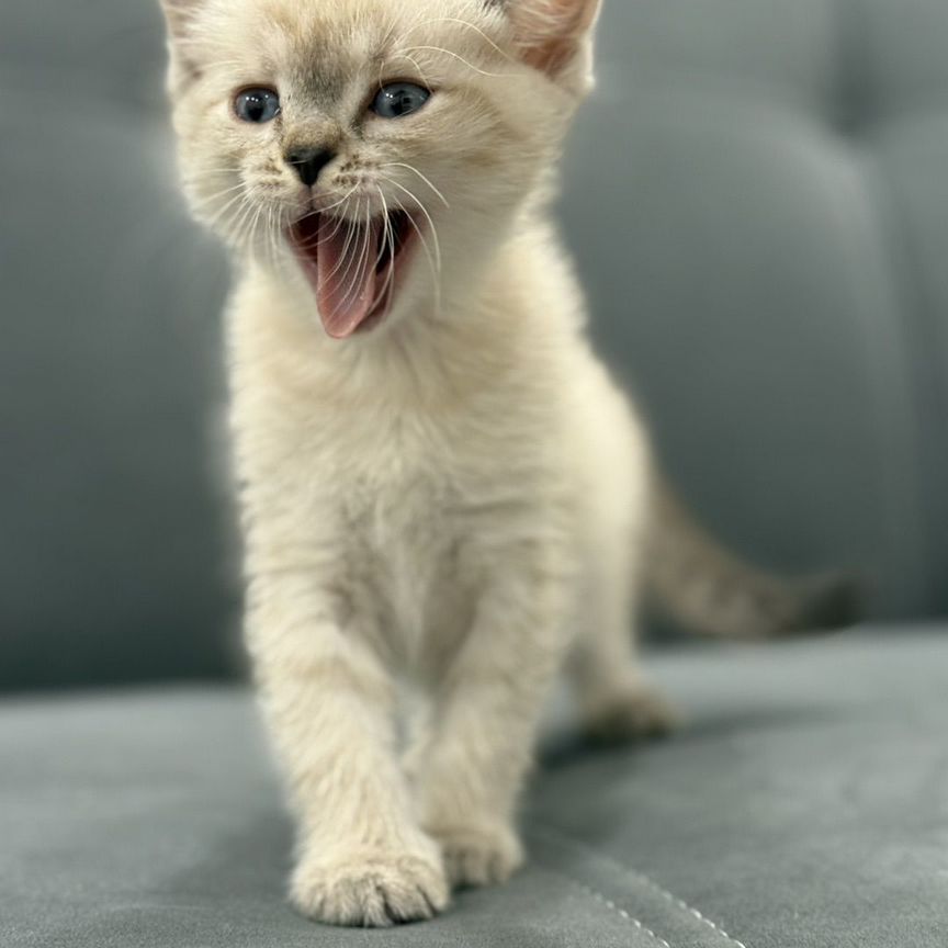 Невский маскарадный котёнок