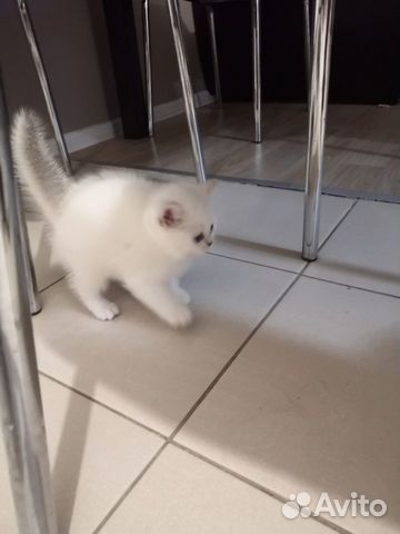 Шотландский прямоухий котенок