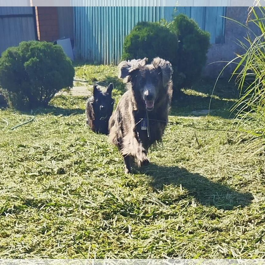 Взрослая собака в добрые руки