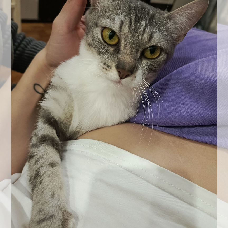 Взрослая кошка в добрые руки