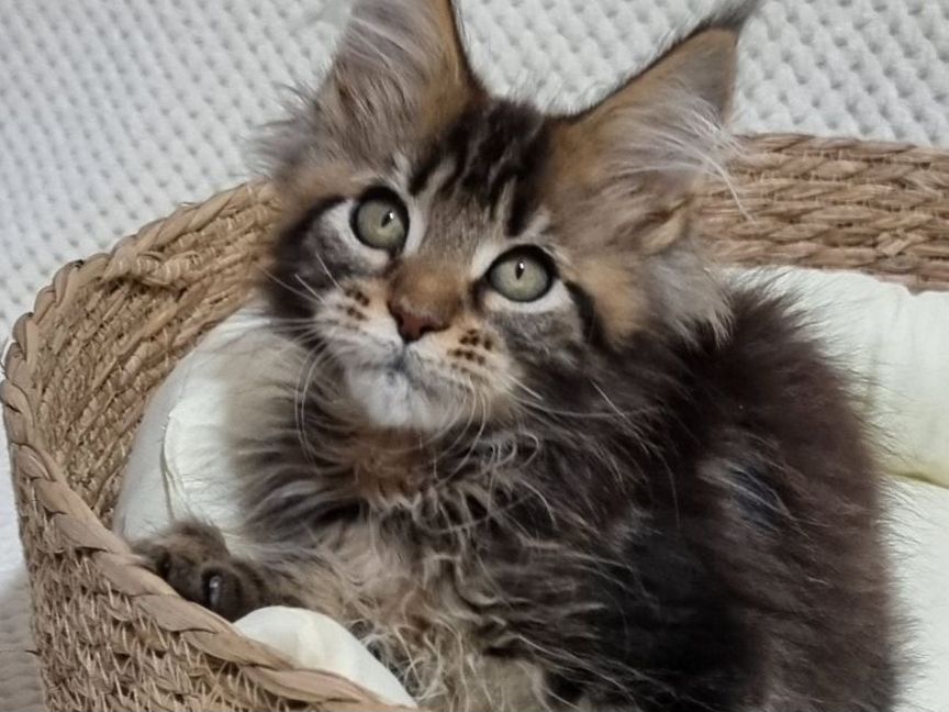 Мейн-кун котенок котик