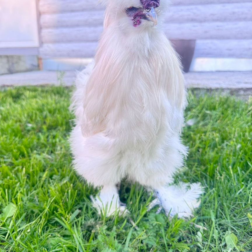 Пара китайских шелковых петух  курица 10 месяцев