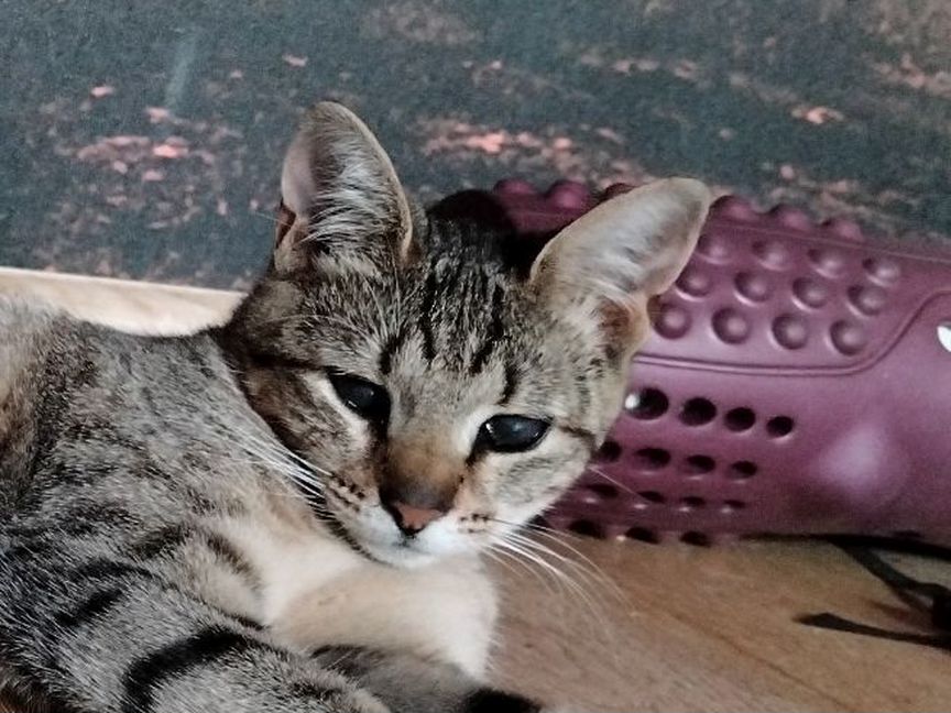 Кошка плохо видит