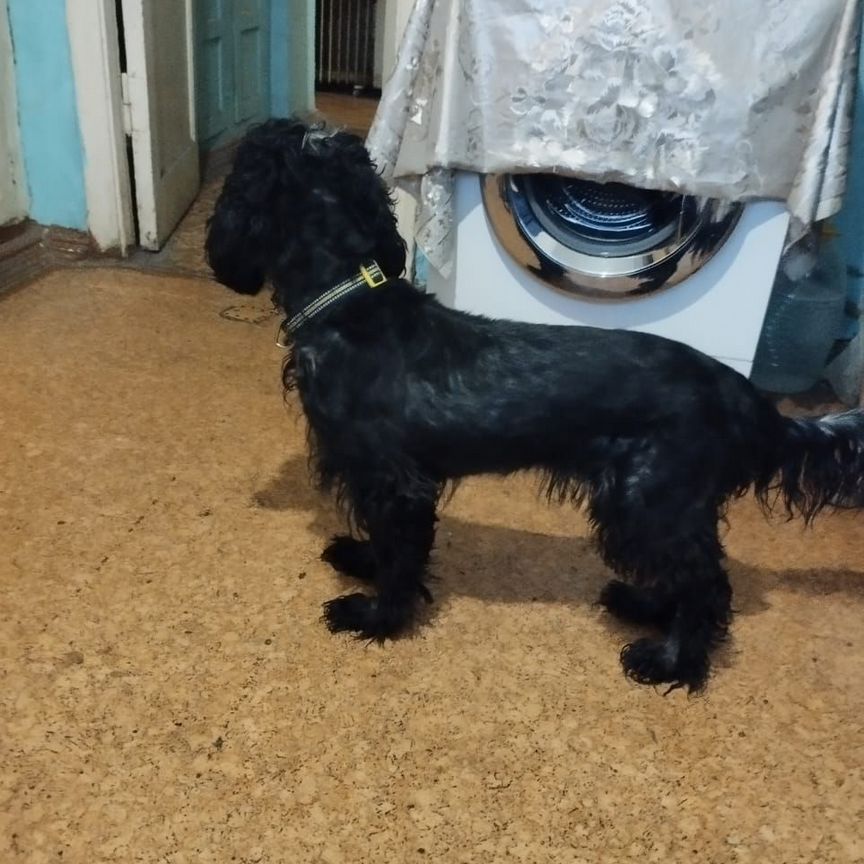 Собака в добрые руки