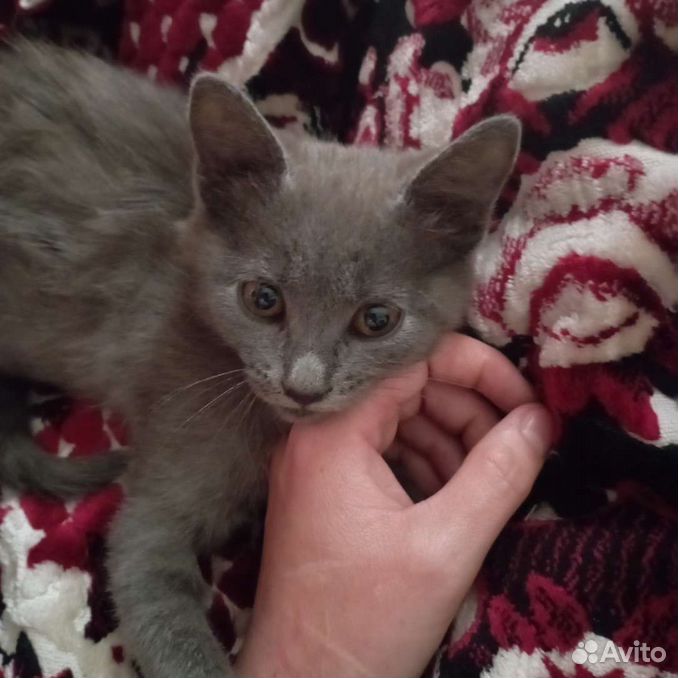 Русская голубая(помесь) Котенок, 5 месяцев