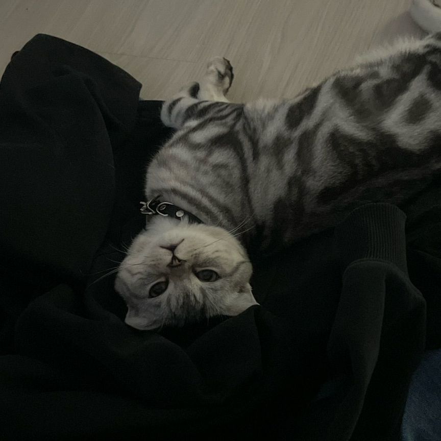 Вязка кошек