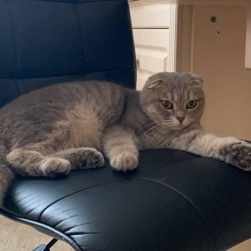 Шотландская вислоухая короткошёрстная, взрослая кошка