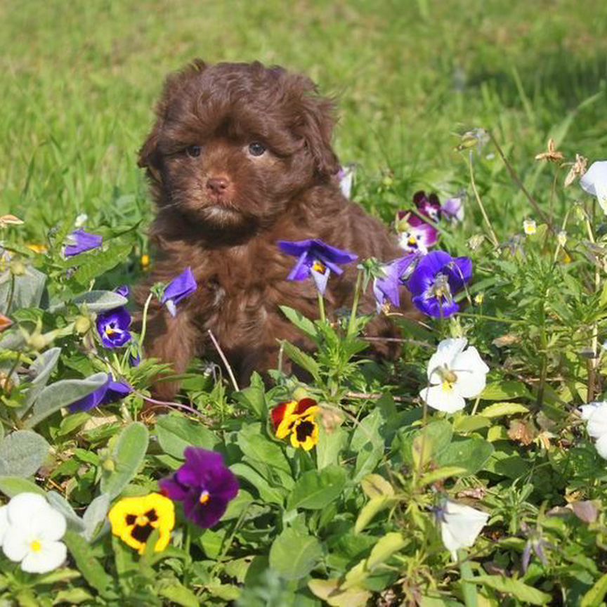 Чудо Мальтипу