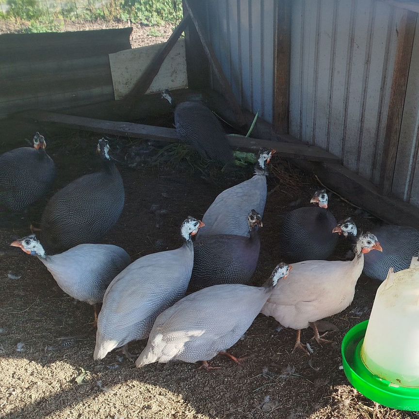 Цесарки 5 месяцев