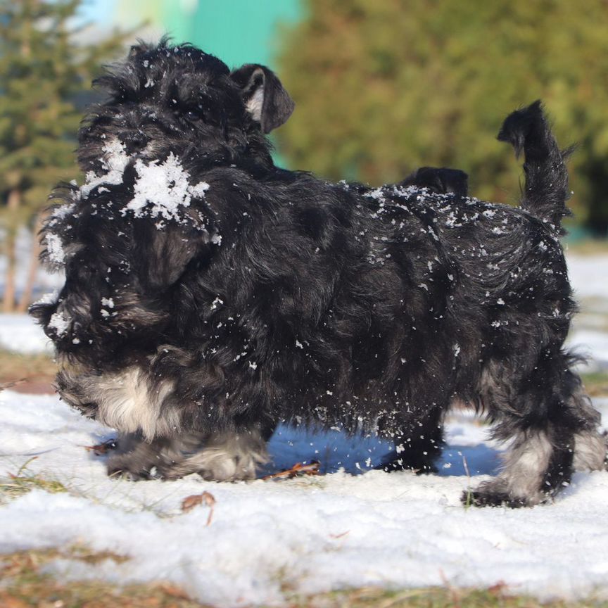 Цвергшнауцер, щенок