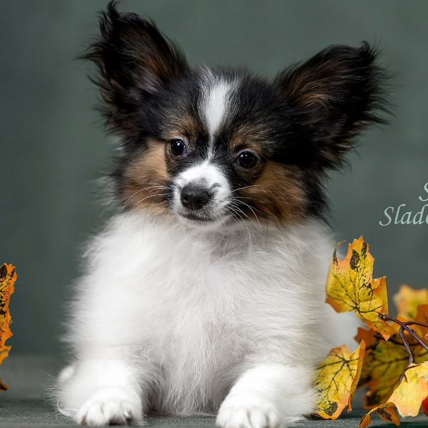 Континентальный той-спаниель папильон, щенок