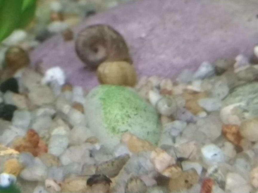 Улитки аквариумные